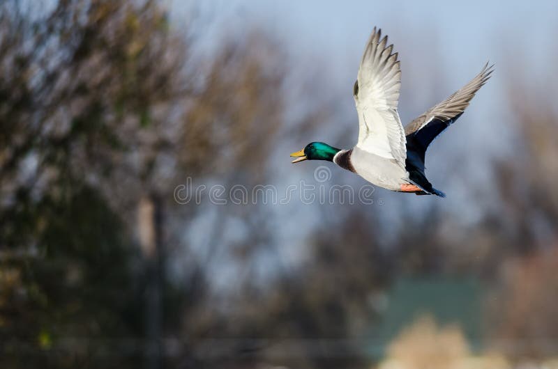Mallard Duck Flying Low Over the Autumn Trees Stock Photo - Image of ...