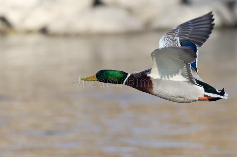 Mallard Duck Flying Low Over the River Stock Photo - Image of america ...