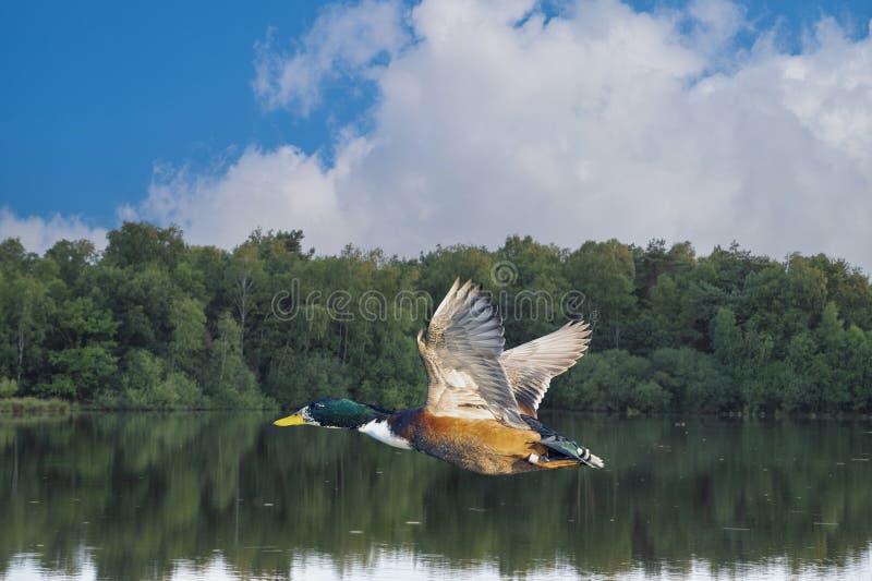 Mallard Duck Flying Low Over the Summer Wetlands Stock Photo - Image of ...