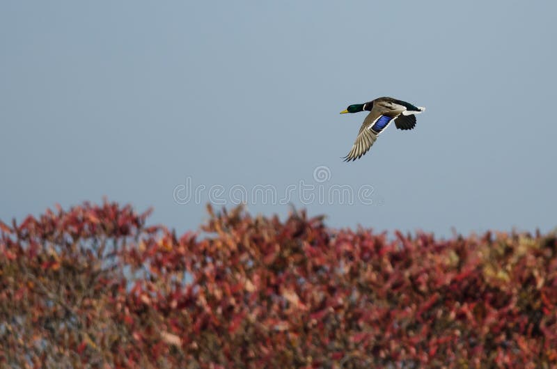 Mallard Duck Flying Over the Autumn Countryside Stock Photo - Image of ...