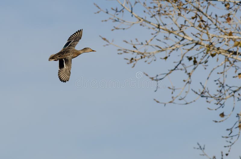 Mallard Duck Flying Past the Autumn Trees Stock Photo - Image of ...