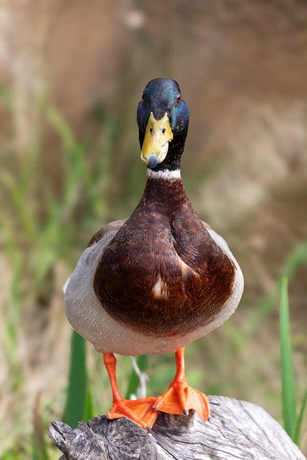 Mallard Duck Front View Portrait Stock Image - Image of bird, small ...