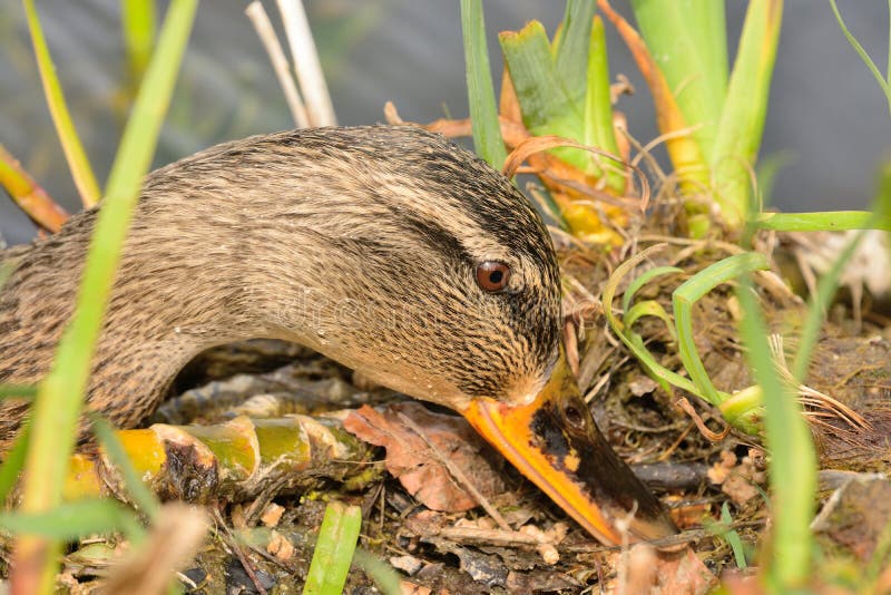 Mallard duck head shot stock image. Image of wildlife - 107194293