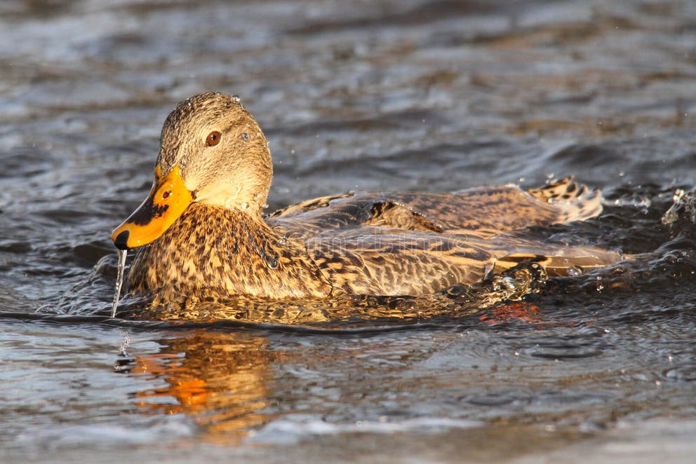 Mallard Duck Hen immagine stock. Immagine di malta, uccello - 36822027