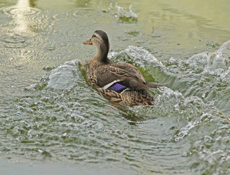 Mallard Duck Jumping into Water Stock Image - Image of hunting, female ...