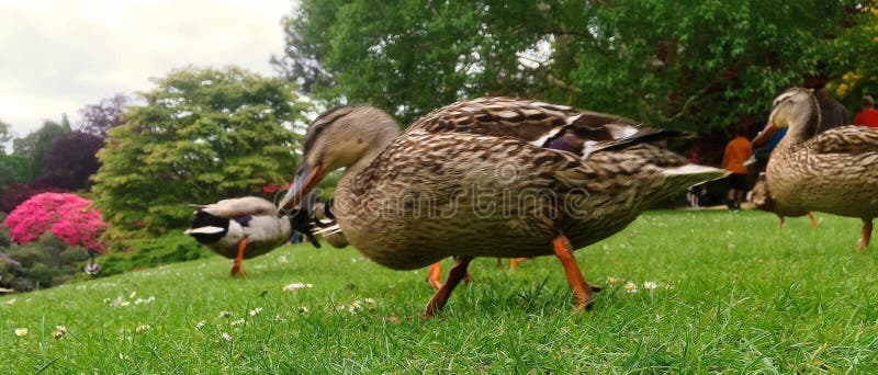 Group Of Mallard Ducks On The Lawn Stock Image - Image of bright ...