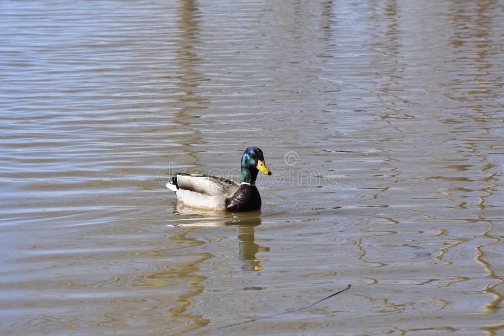 Mallard Duck Looking Back at You Stock Photo - Image of birds, spring ...