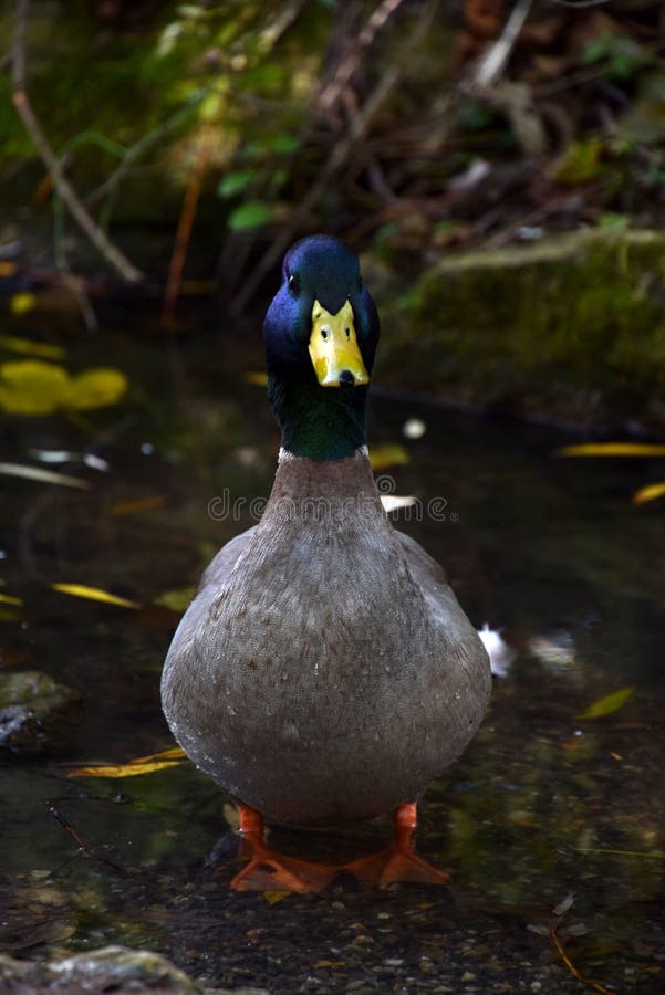 Mallard Duck Looking in the Camera Stock Image - Image of cute, birds ...