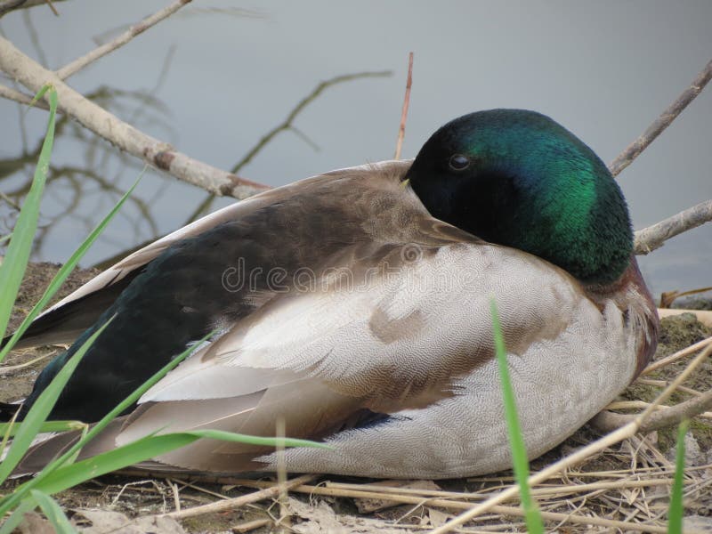 Mallard Duck stock photo. Image of sleep, foliage, ducks - 54947404