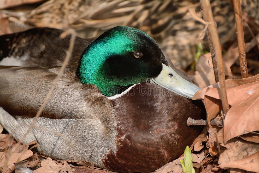Mallard duck stock photo. Image of duck, bird, mallard - 68115376