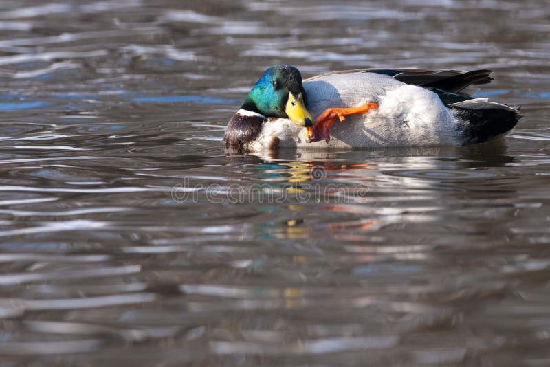 Mallard Duck Male Scratching on Water Stock Photo - Image of anas ...