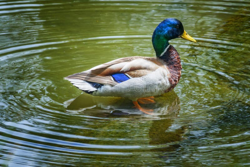Mallard Duck in Middle of Pond Wake Stock Image - Image of wake, duck ...