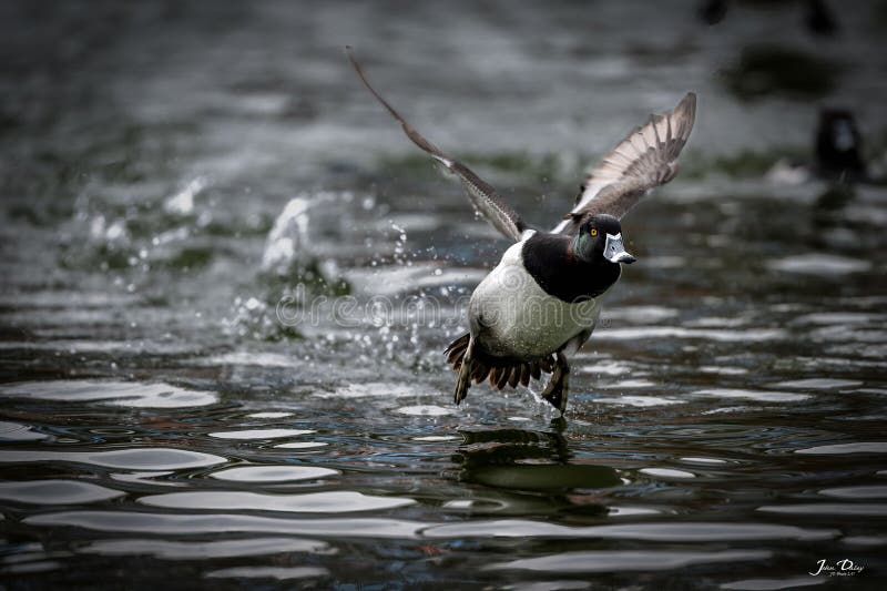 Mallard Duck Motion Taking Off Surface Tranquil Pond Stock Photos ...