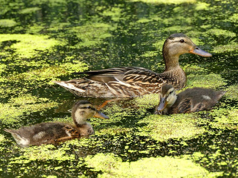 Mallard Duck with Offspring Stock Image - Image of fauna, wildlife ...
