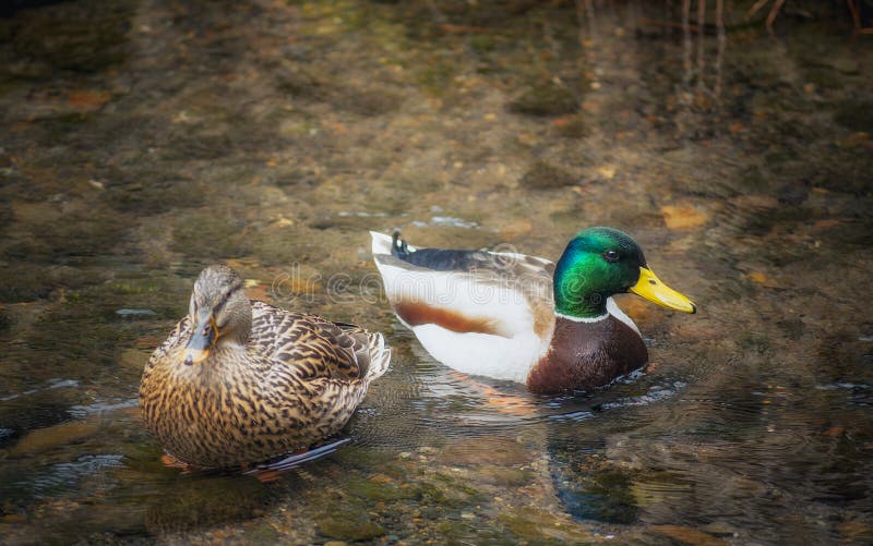 Mallard Duck Pair in a Pond Stock Image - Image of feathers, waterfowl ...
