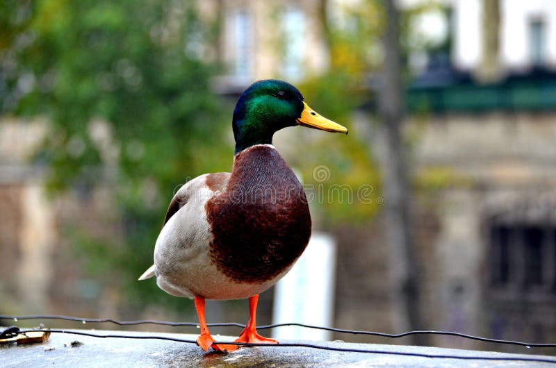 Mallard Duck Perched on a Concrete Ledge in an Urban Environment ...