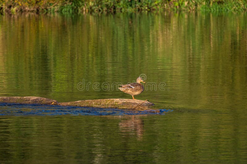 Mallard Duck Perched on the Old Tree Trunk Floating in the River Stock ...