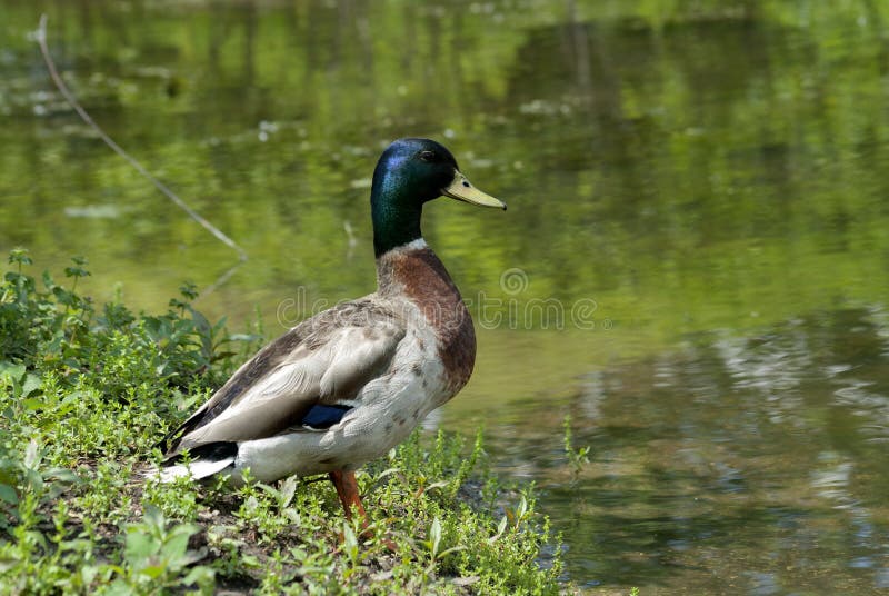 Mallard duck at a pond stock image. Image of outside - 31268439