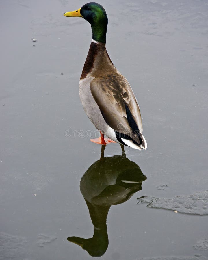Mallard Duck in Pond with Reflection Stock Image - Image of duck, water ...