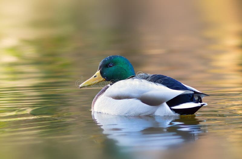 Mallard Duck on Pond at Sunset Stock Photo - Image of colorful, nature ...