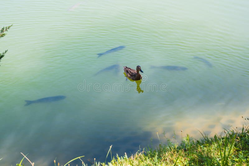 Mallard on the Duck Pond Swims among the Fish Stock Image - Image of ...
