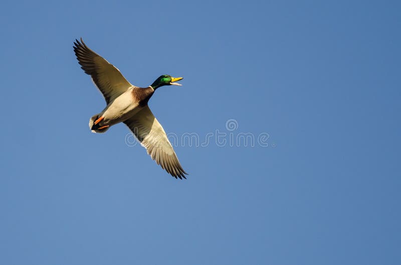 Mallard Duck Quacking while it Flies in a Blue Sky Stock Image - Image ...