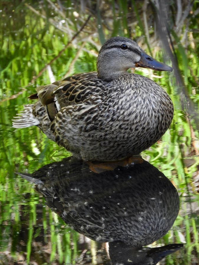 Mallard Duck Reflecting in the Calm Waters of a Pond. Stock Photo ...