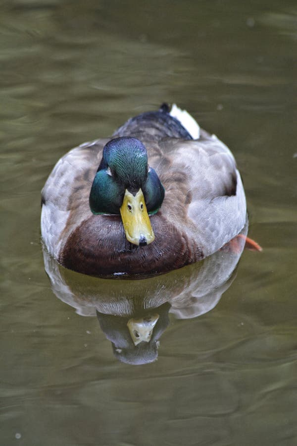 Mallard Duck and Reflection Stock Photo - Image of reflection, duck ...