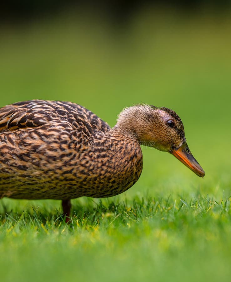 Mallard Duck Searching for Food in a Park.. Stock Photo - Image of ...