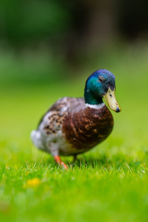 Mallard Duck Searching for Food in a Park.. Stock Photo - Image of ...