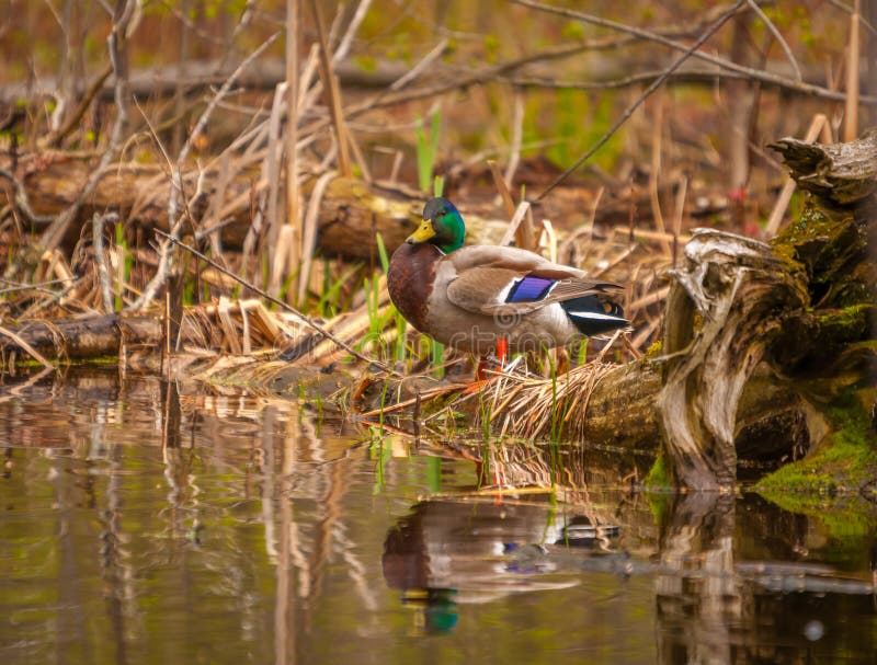 Mallard duck in the spring stock photo. Image of wildlife - 91994656