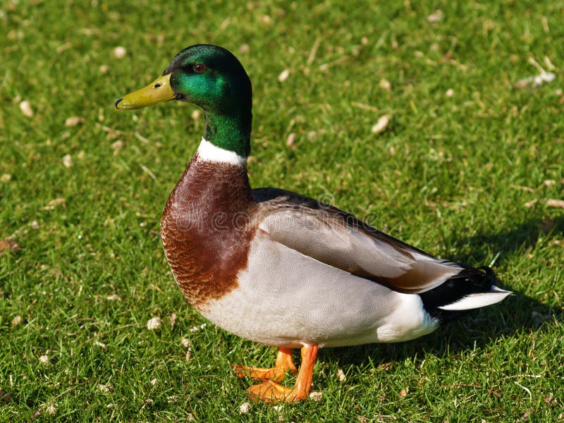 Mallard stock image. Image of anatidae, standing, park - 36959193