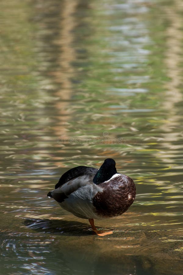 Mallard duck stand on rock stock image. Image of wild - 66454369