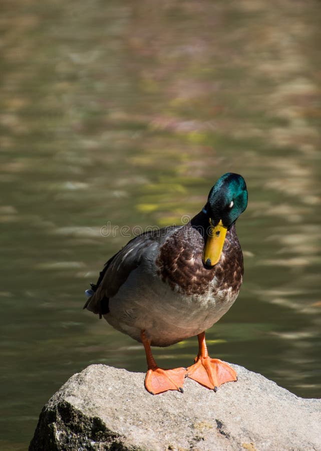 Mallard duck stand on rock stock photo. Image of standing - 66454402