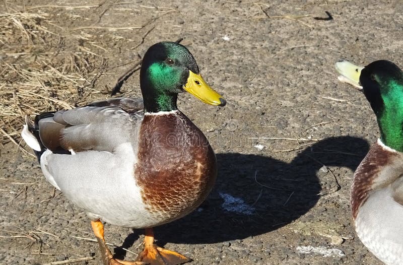 Mallard Duck Standing on a Farmyard Stock Photo - Image of rifle ...