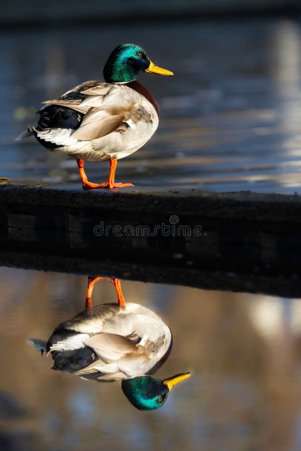 Mallard Duck Standing on a Ledge Near a Lake Stock Image - Image of ...
