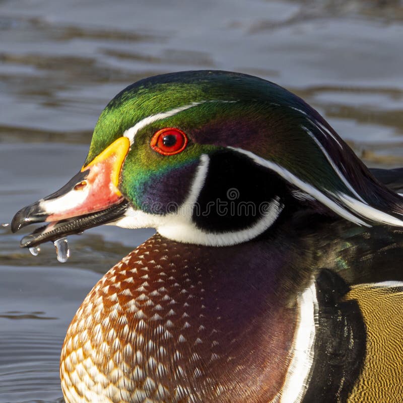 Mallard Duck Standing in a Shallow Pond. Stock Image - Image of ...