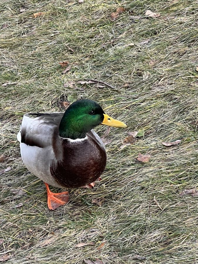 Mallard Duck Stands on the Ground Stock Photo - Image of duck, lake ...