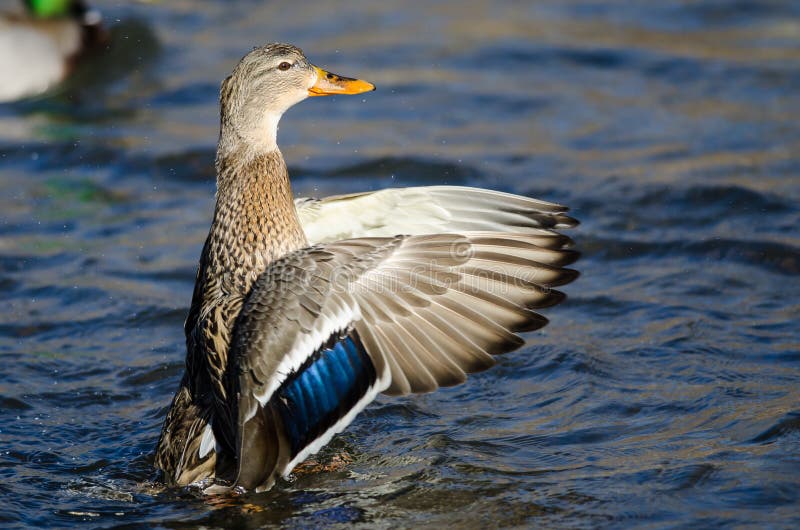 Mallard Duck Stretching Its Wings while Resting on the Water Stock ...