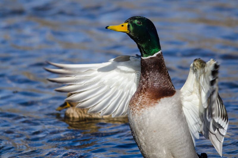 Mallard Duck Stretching Its Wings while Resting on the Water Stock ...