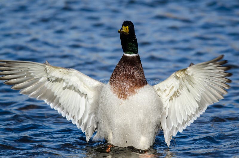 Mallard Duck Stretching Its Wings while Resting on the Water Stock ...