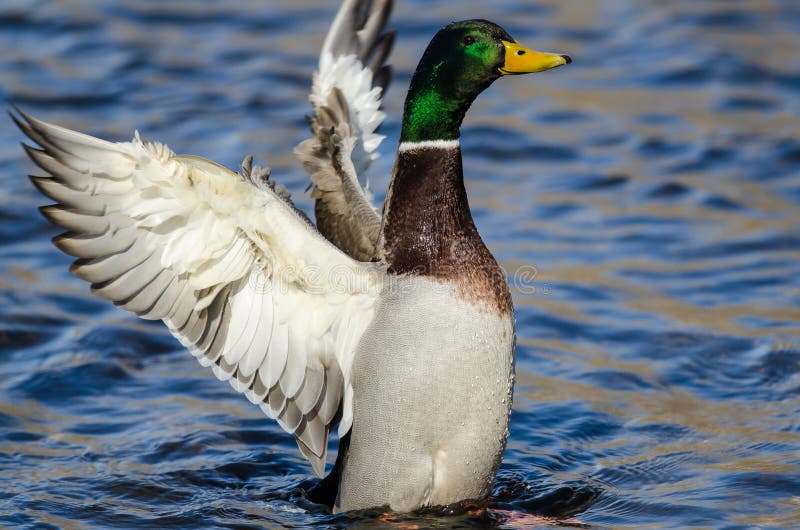Mallard Duck Stretching Its Wings while Resting on the Water Stock ...