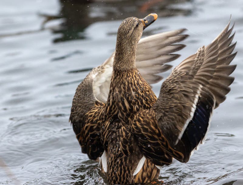 Mallard Duck Stretching Its Wings while Resting on the Water Stock ...