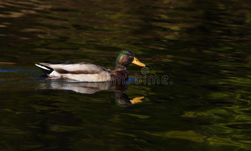 Duck With Reflections Picture. Image: 86176577
