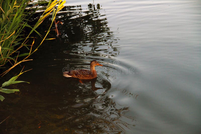 Mallard Duck Taking Off from a Lake Stock Image - Image of animals ...