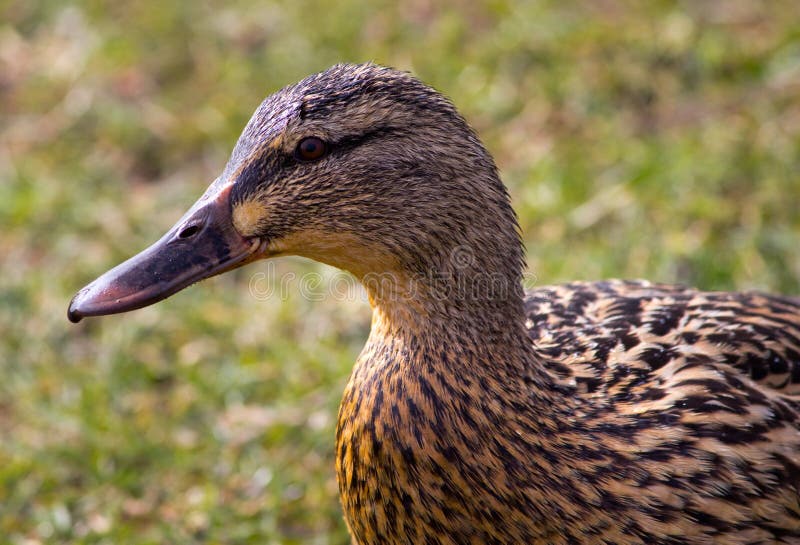 Duck stock photo. Image of feet, gander, goose, protection - 16292666