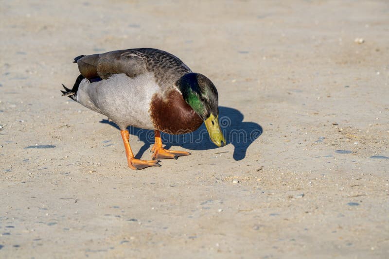 Mallard Duck Walking on the Ground Stock Image - Image of foraging ...