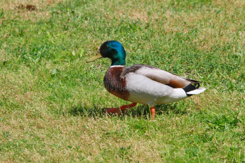 Mallard Duck Walking stock photo. Image of ducks, white - 75774146