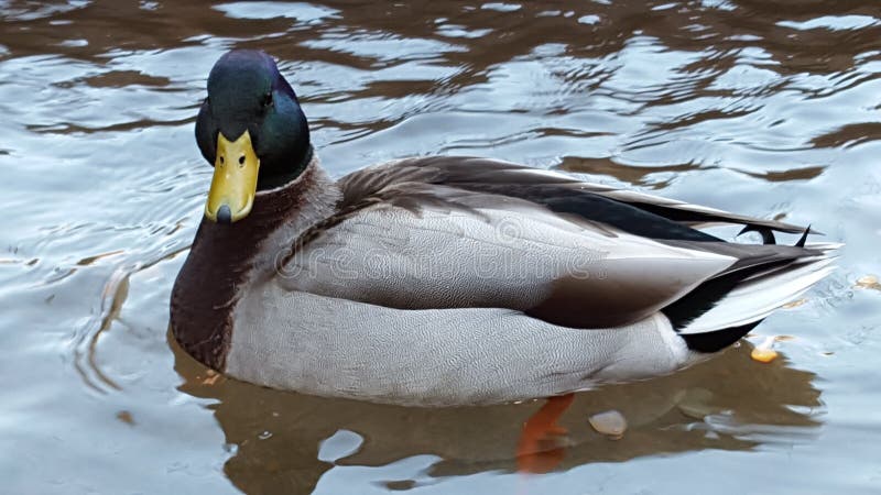 Mallard Duck Facing Camera Stock Photos - Free & Royalty-Free Stock ...