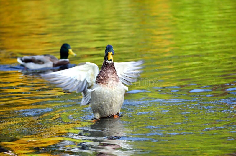 Mallard Duck Waving Wings on the Pond Stock Image - Image of ...